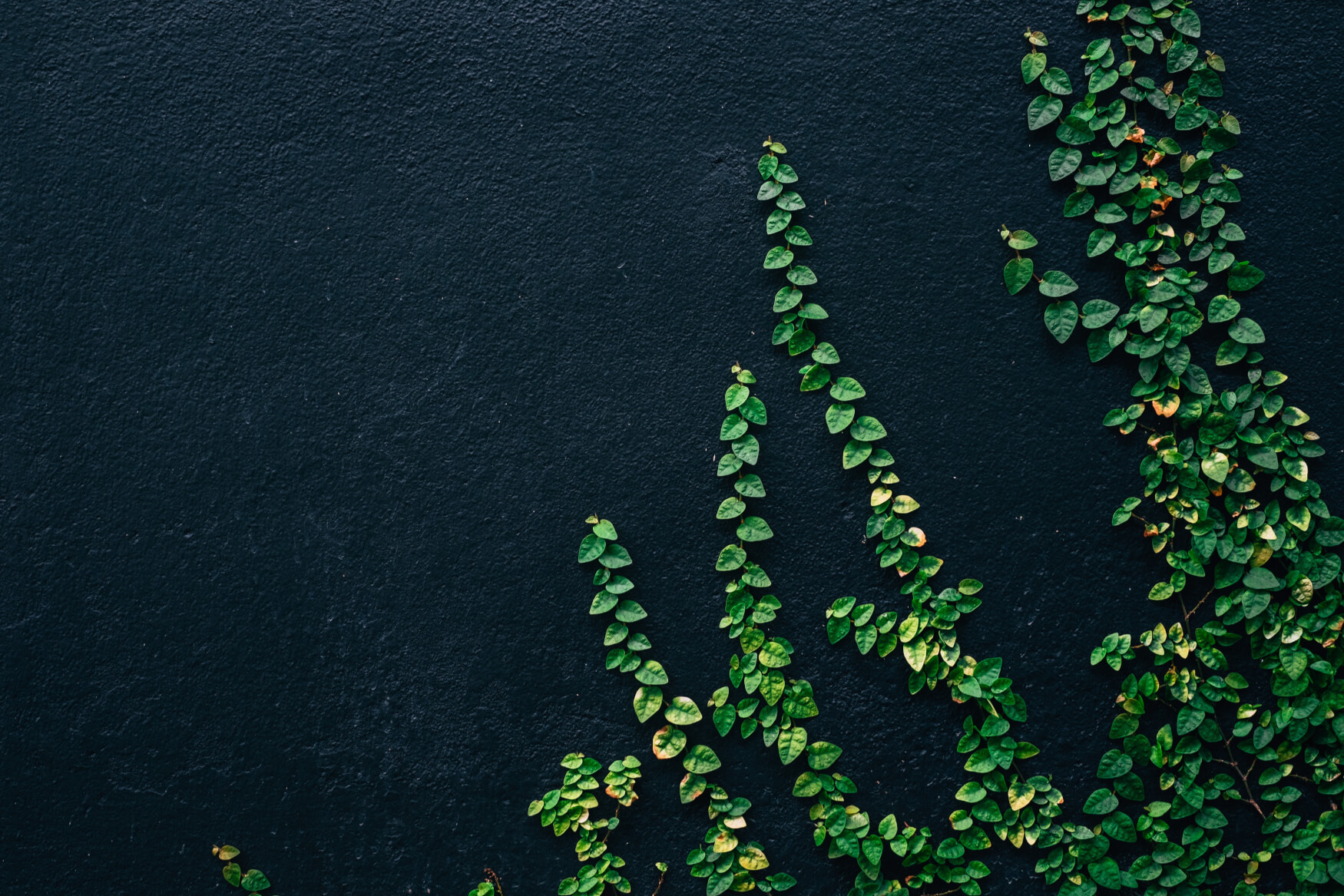 ficus pumila on wall - Little Big Tree Company Christchurch New Zealand