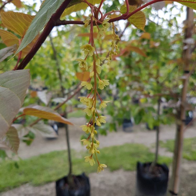 Acer davidii - Little Big Tree Company Christchurch New Zealand