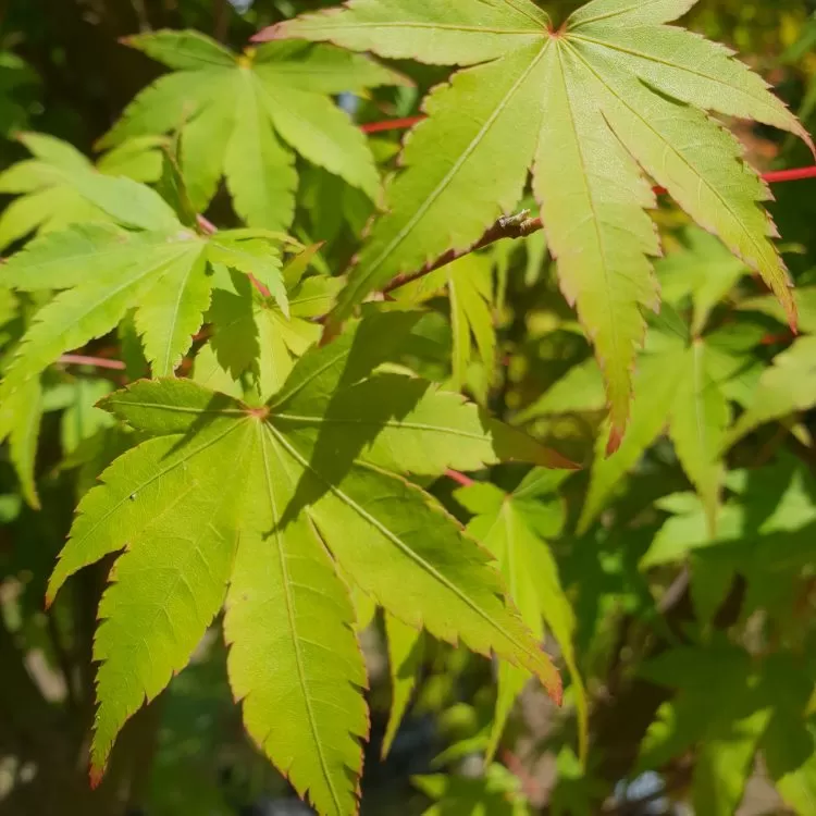 Biggest Bugger Archives - Little Big Tree Company Christchurch New Zealand