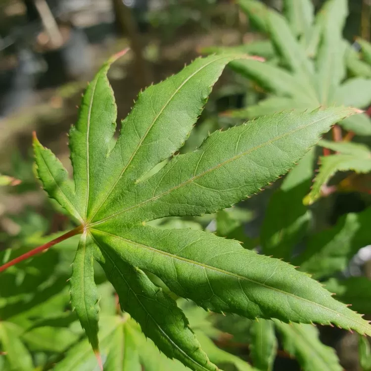 Acer palmatum 'Red Emperor' - Little Big Tree Company Christchurch New ...