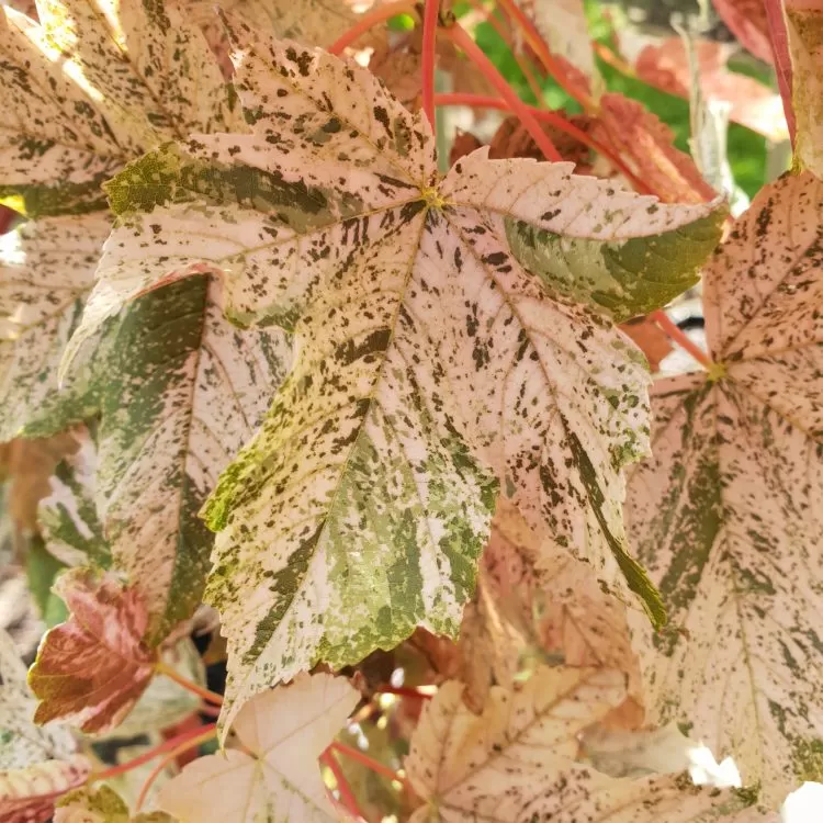 Deciduous Archives - Page 4 of 12 - Little Big Tree Company ...