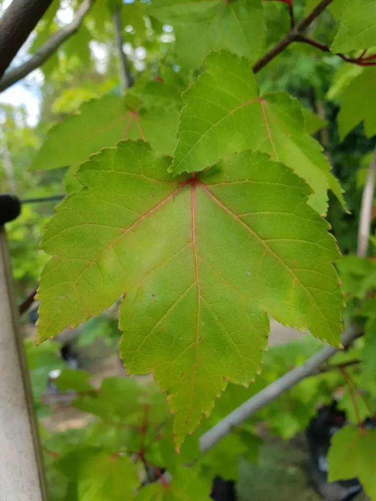 Acer rubrum 'Columnare' - Little Big Tree Company Christchurch New Zealand