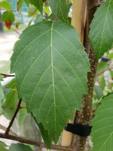Alnus jorullensis - Little Big Tree Company Christchurch New Zealand