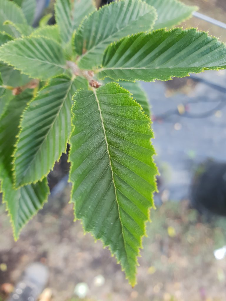Carpinus betulus 'Fastigiata' - Little Big Tree Company Christchurch ...