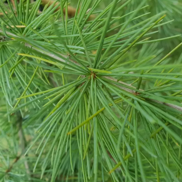 Conifer Archives - Little Big Tree Company Christchurch New Zealand