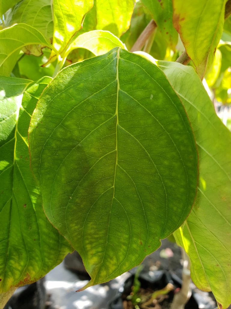 Cornus 'Cherokee Chief' - Little Big Tree Company Christchurch New Zealand