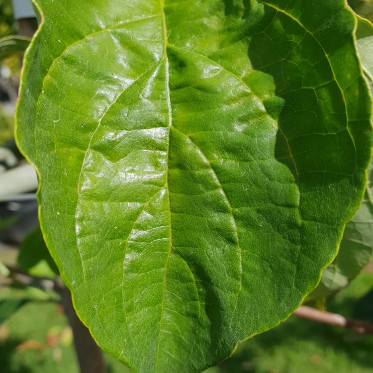 flowering Archives - Little Big Tree Company Christchurch New Zealand