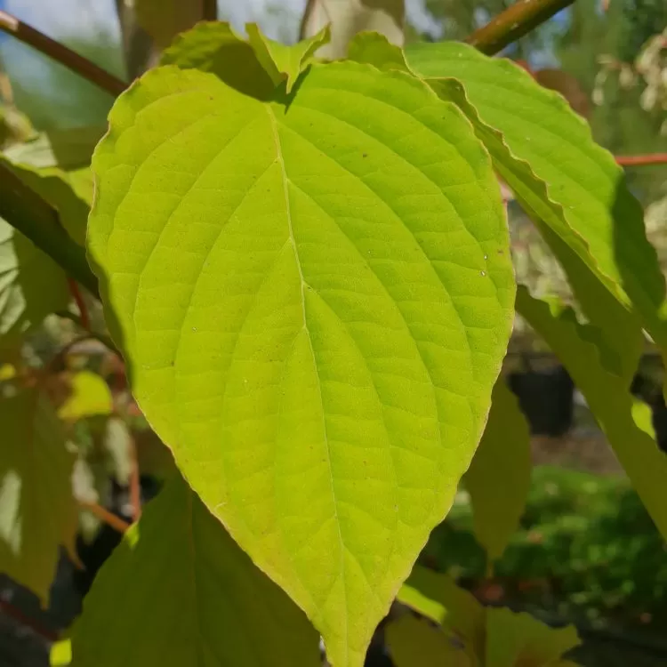 Pyrus candelabra - Little Big Tree Company Christchurch New Zealand