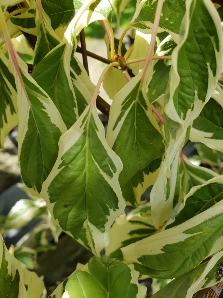 Cornus cont. 'Variegata' - Little Big Tree Company Christchurch New Zealand