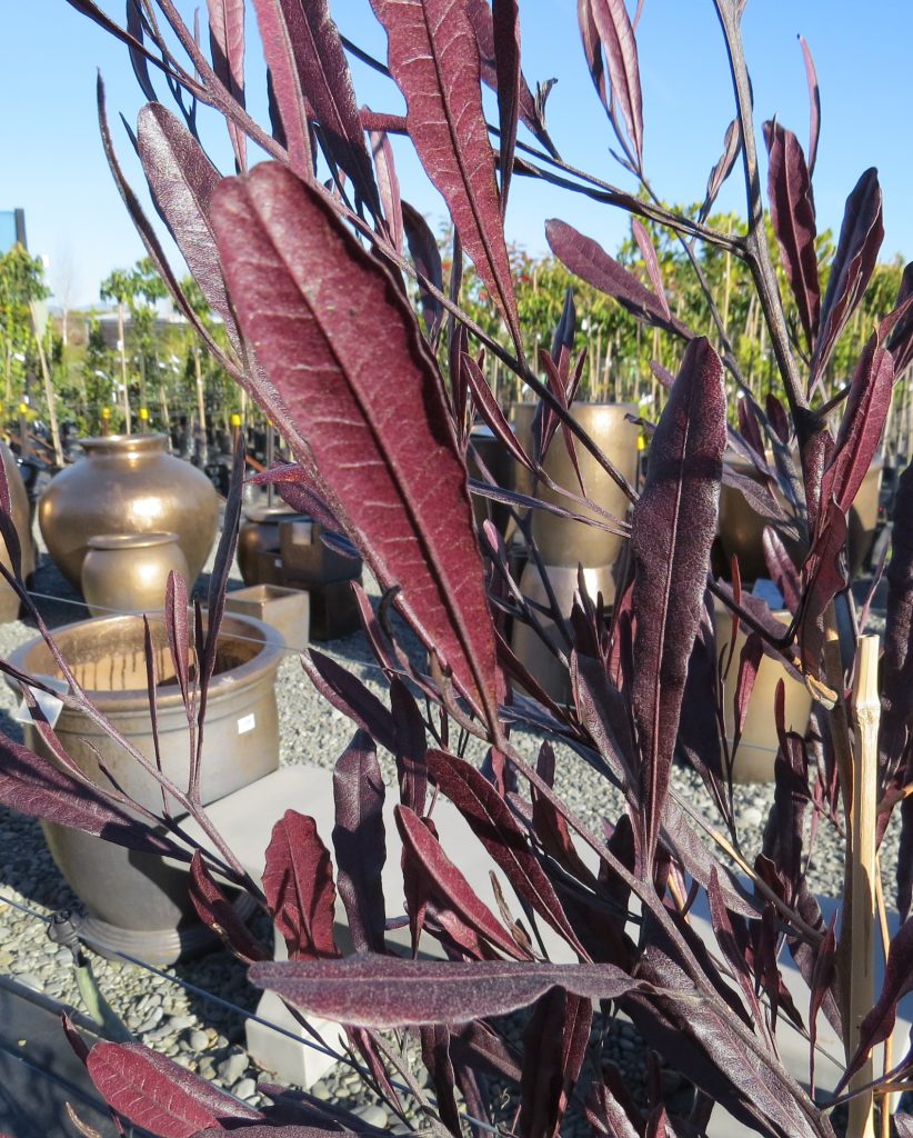 Dodonaea viscosa 'Purpurea' - Little Big Tree Company Christchurch New ...