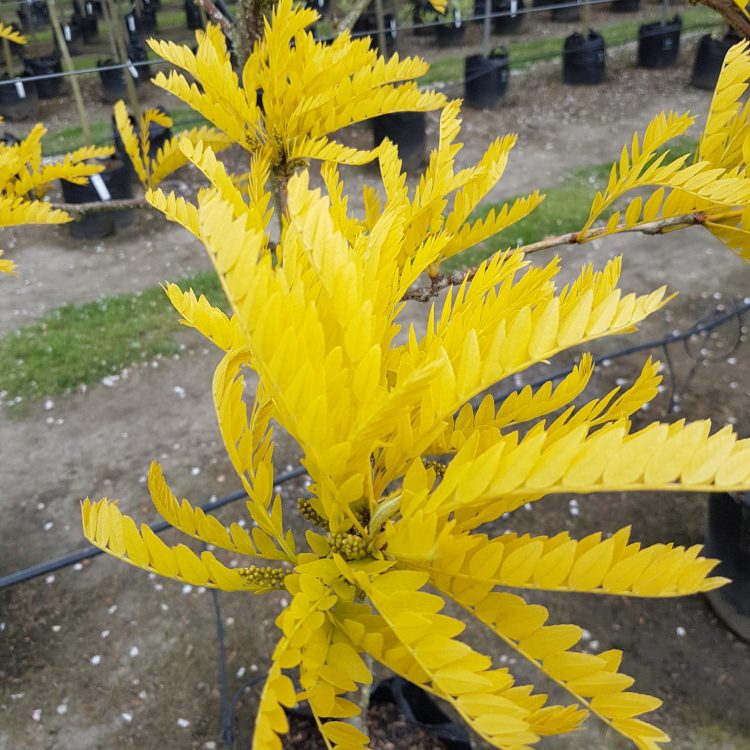 Pyrus candelabra - Little Big Tree Company Christchurch New Zealand