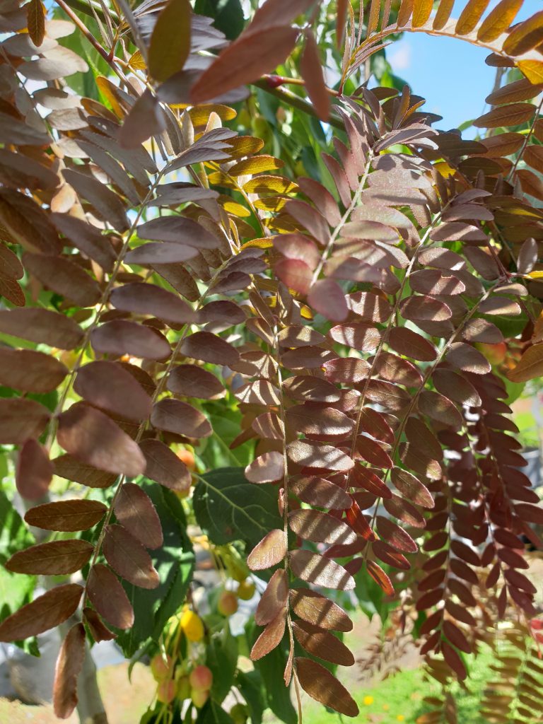 Gleditsia 'Ruby Lace' - Little Big Tree Company Christchurch New Zealand