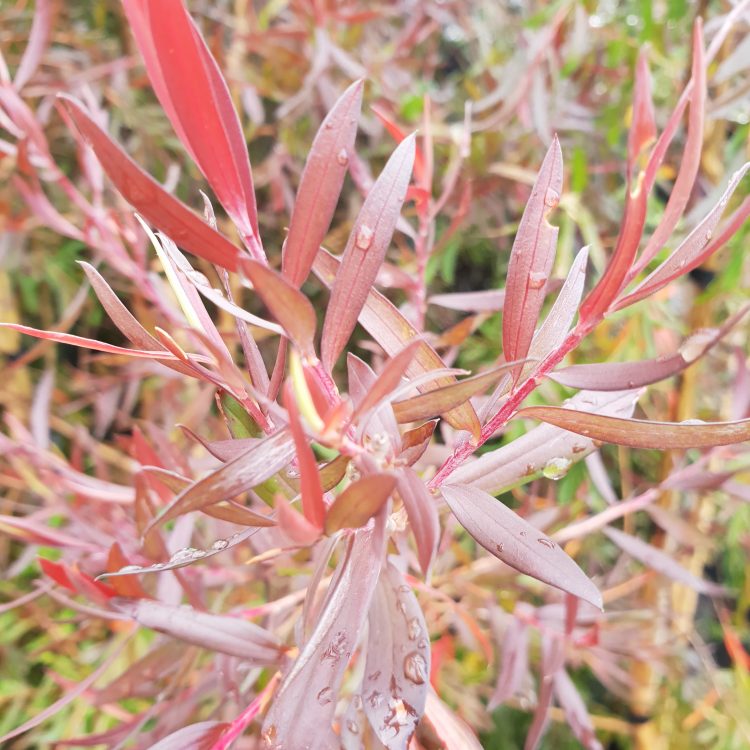 Evergreen Archives - Little Big Tree Company Christchurch New Zealand