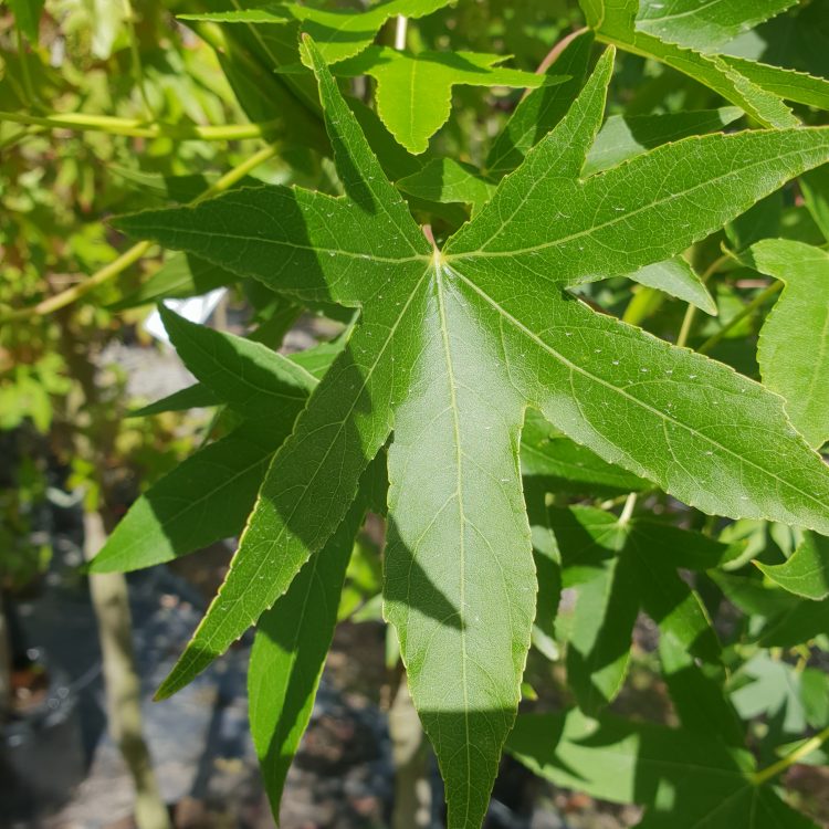 Biggest Bugger Archives - Page 3 of 4 - Little Big Tree Company ...