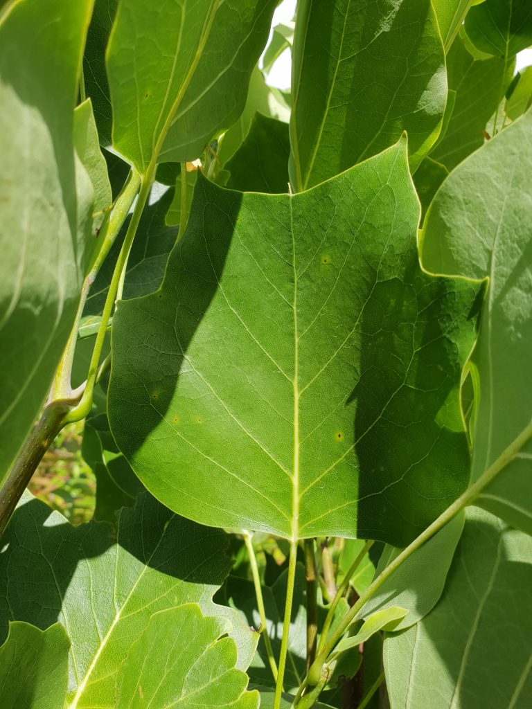 Liriodendron tulipifera 'Fastigiata' - Little Big Tree Company ...