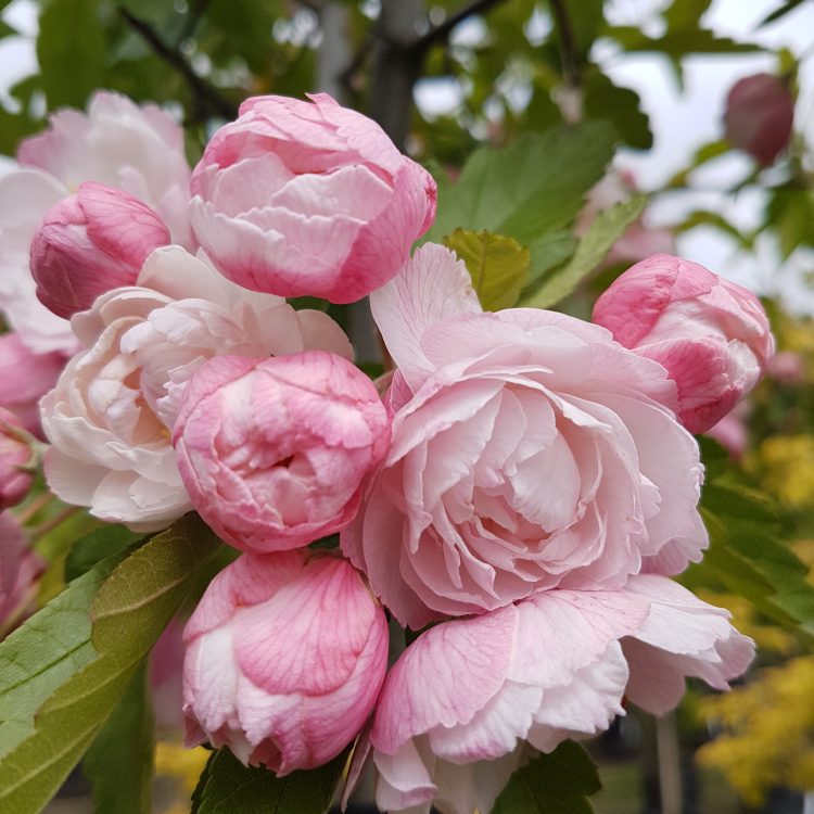 Malus ioensis 'Plena' - Little Big Tree Company Christchurch New Zealand
