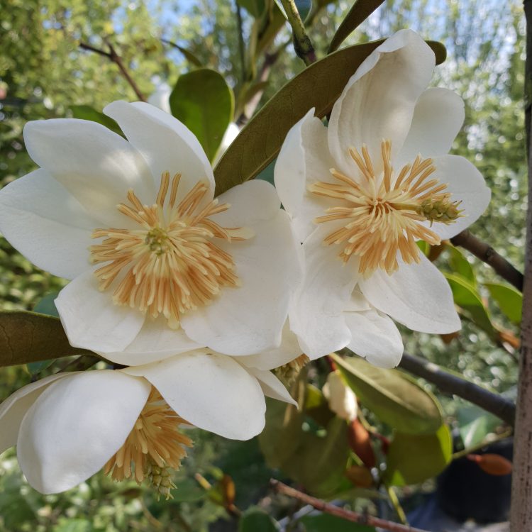 Michelia 'Velvet and Cream' - Little Big Tree Company Christchurch New ...