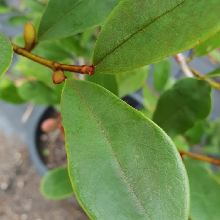 Michelia yunnanensis - Little Big Tree Company Christchurch New Zealand