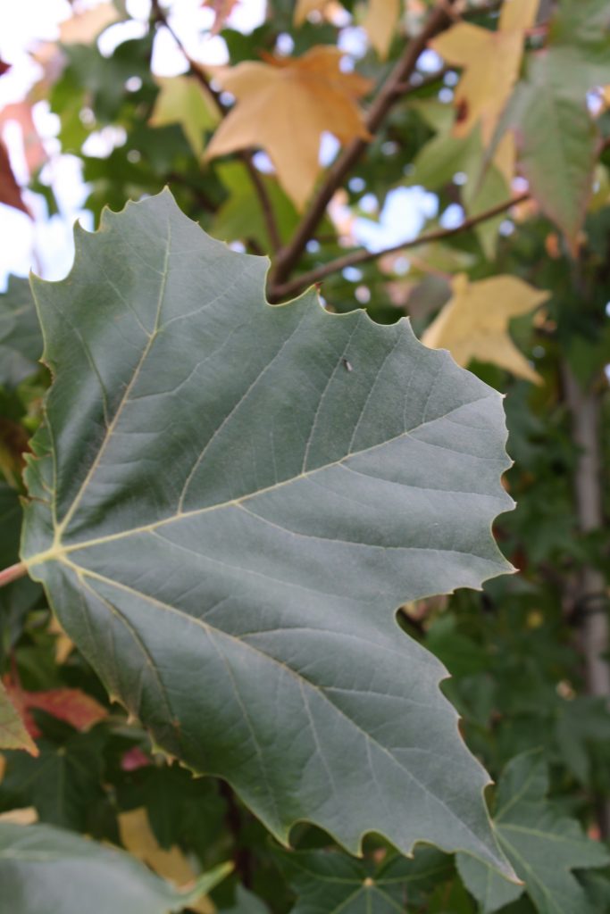 Platanus acerfolia - Little Big Tree Company Christchurch New Zealand
