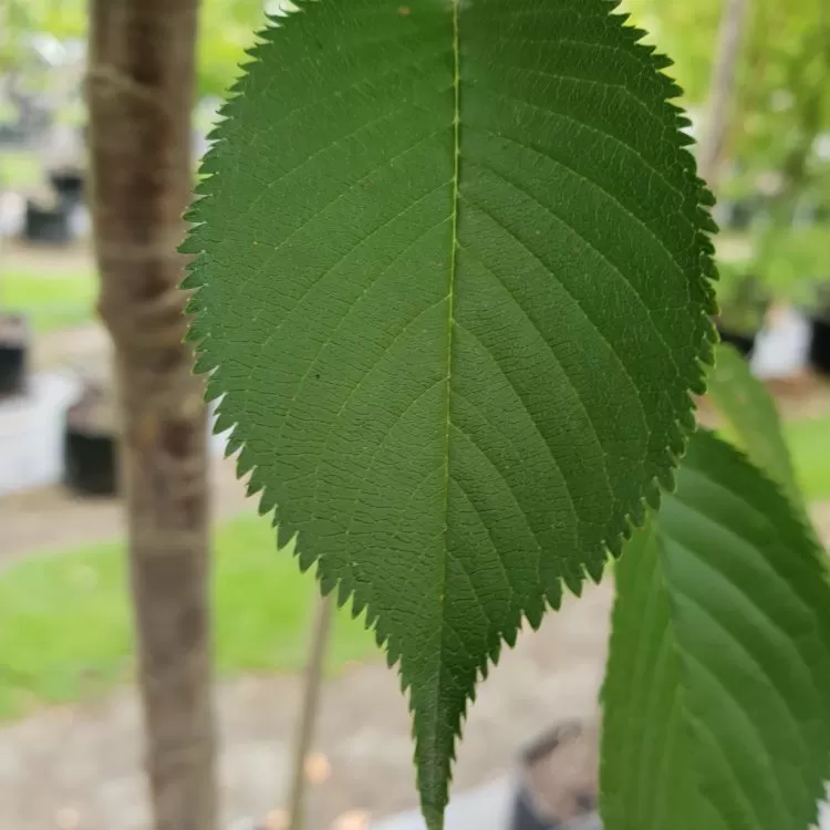 Prunus yedoensis 'Awanui' 1.8m Std - Little Big Tree Company ...