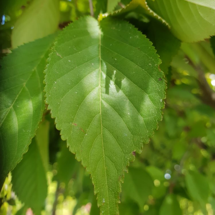 Prunus yedoensis 'Awanui' 1.8m Std - Little Big Tree Company ...
