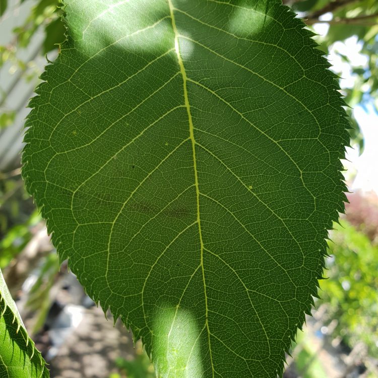 Phebalium squameum - Little Big Tree Company Christchurch New Zealand