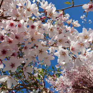 Prunus yedoensis 'Awanui' 1.8m Std - Little Big Tree Company ...