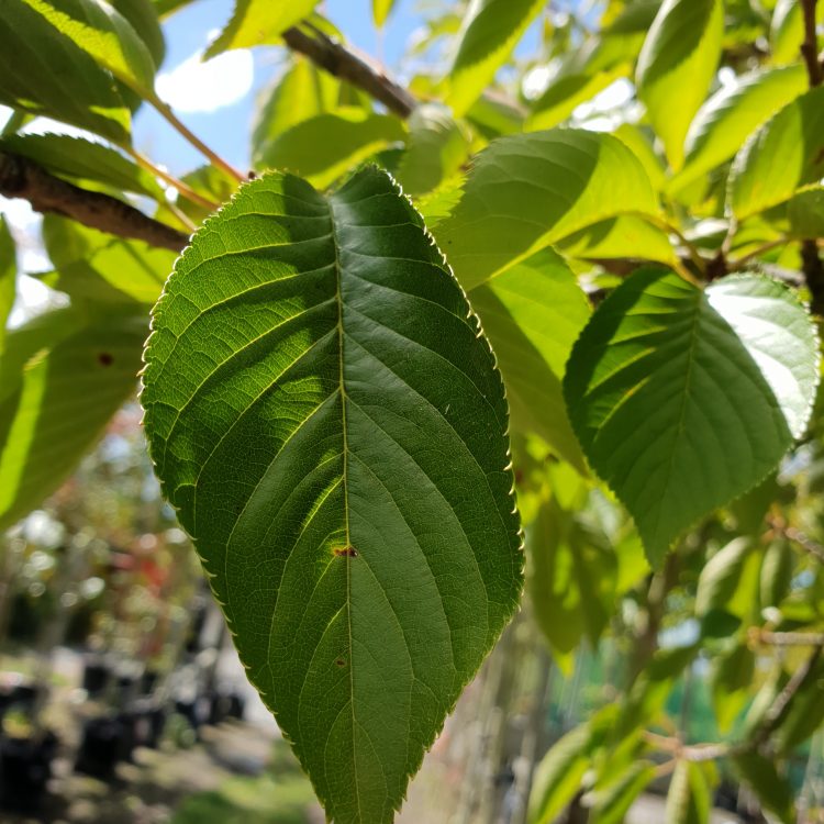 Biggest Bugger Archives - Page 4 of 4 - Little Big Tree Company ...