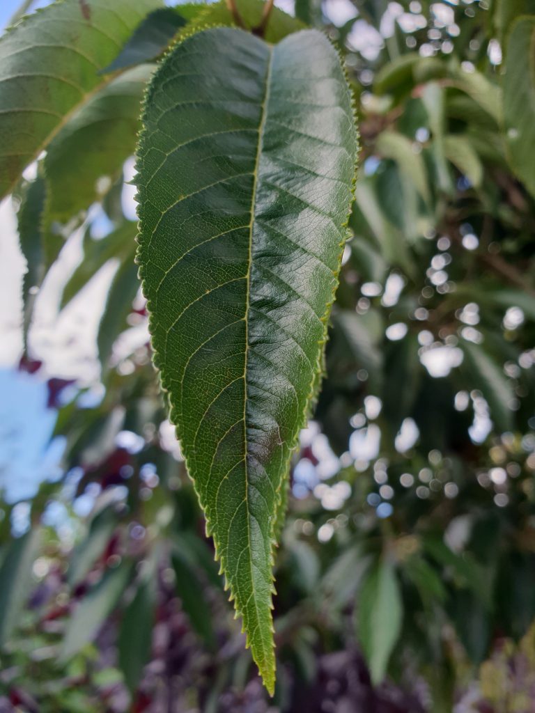 Prunus yedoensis 'Awanui' 1.8m Std - Little Big Tree Company ...