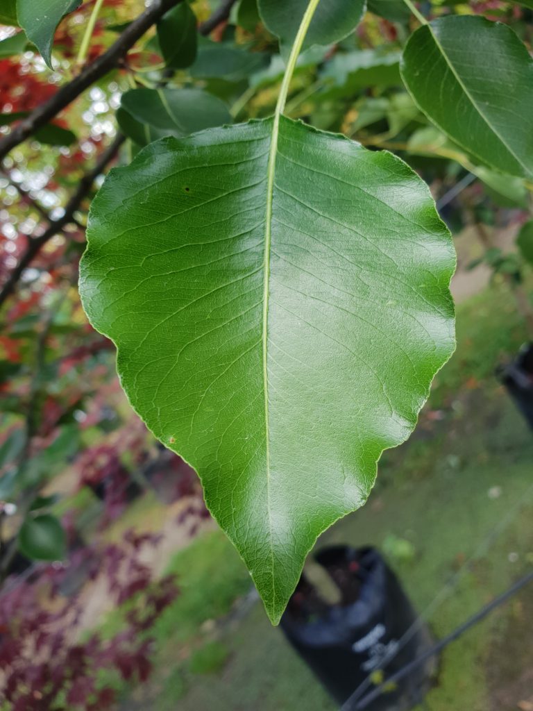 Pyrus calleryana 'Bradford' - Little Big Tree Company Christchurch New ...
