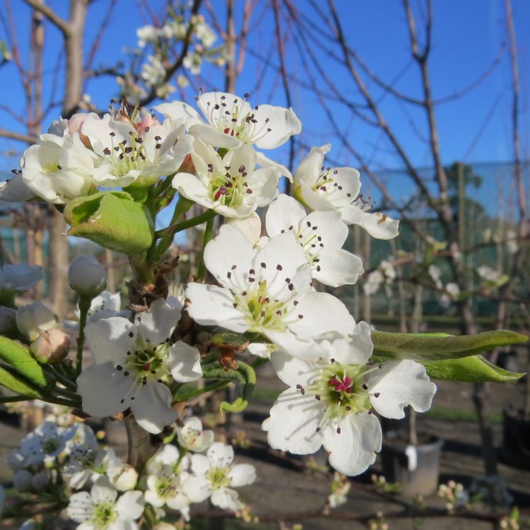 Pyrus calleryana 'Kea' - Little Big Tree Company Christchurch New Zealand