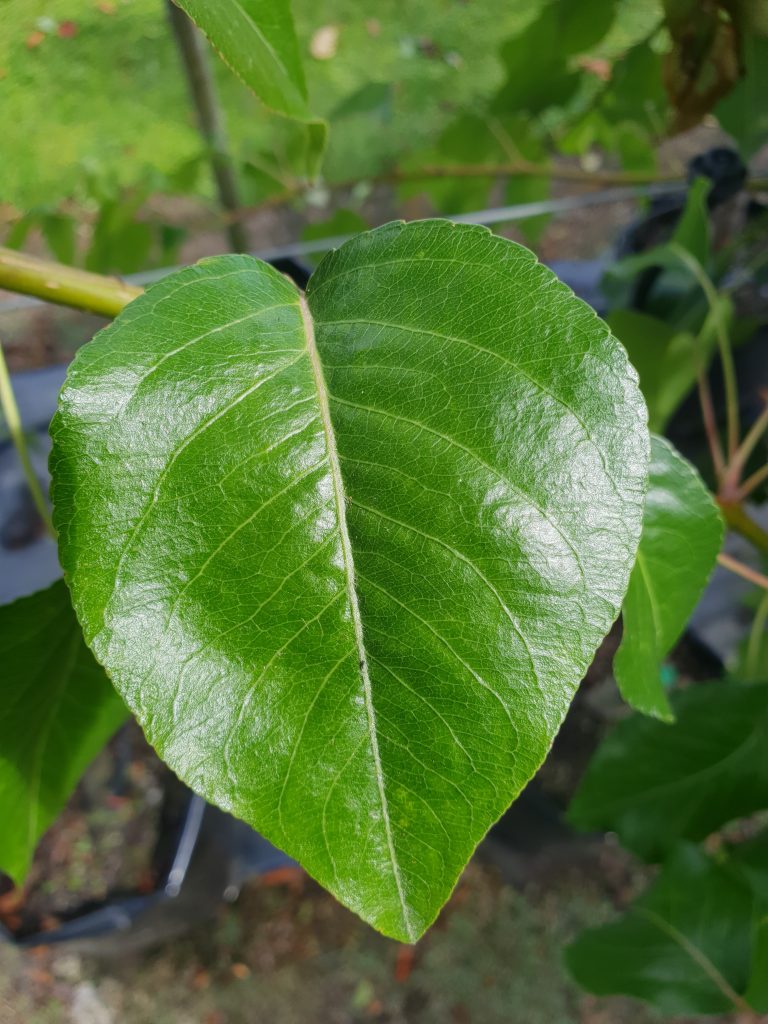 Pyrus calleryana 'Kea' - Little Big Tree Company Christchurch New Zealand