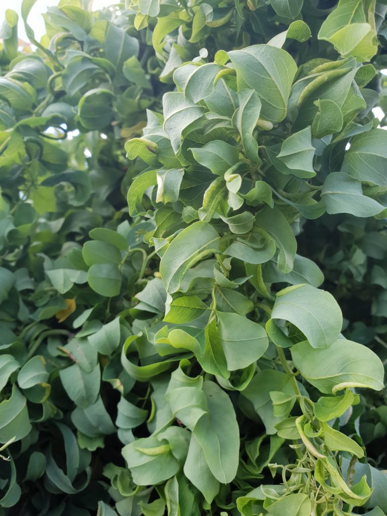Robinia 'Lace Lady' 0.9m Std - Little Big Tree Company Christchurch New ...