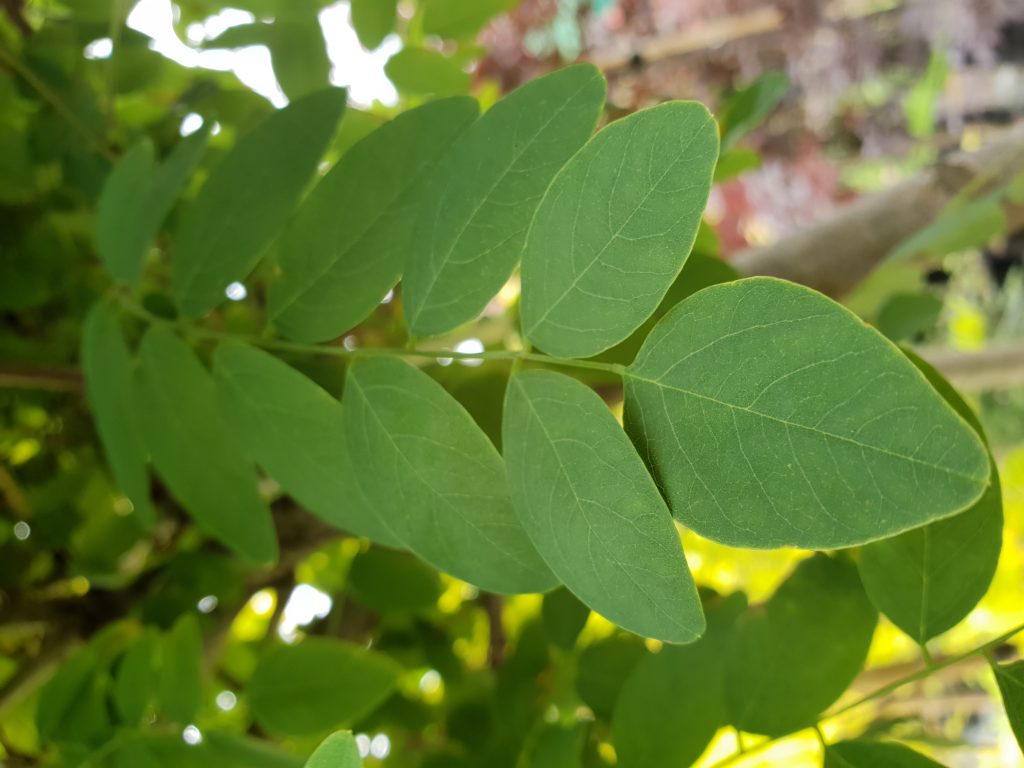 Robinia 'Mop Top' 1.8m Std - Little Big Tree Company Christchurch New ...