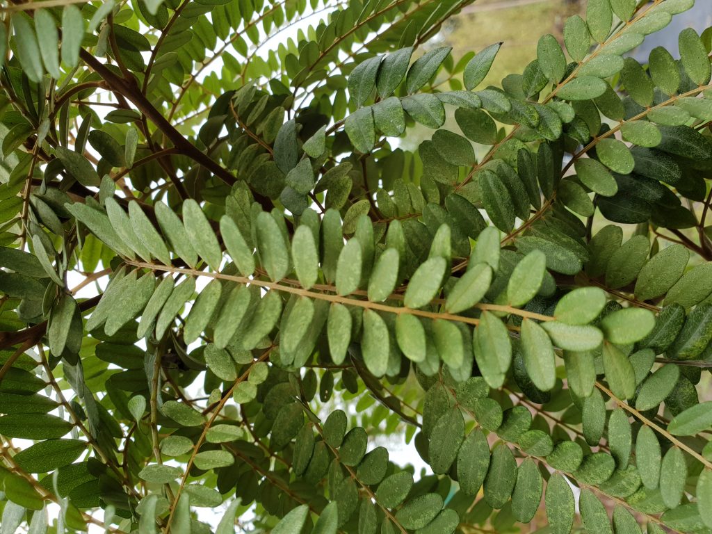 Sophora tetraptera - Little Big Tree Company Christchurch New Zealand