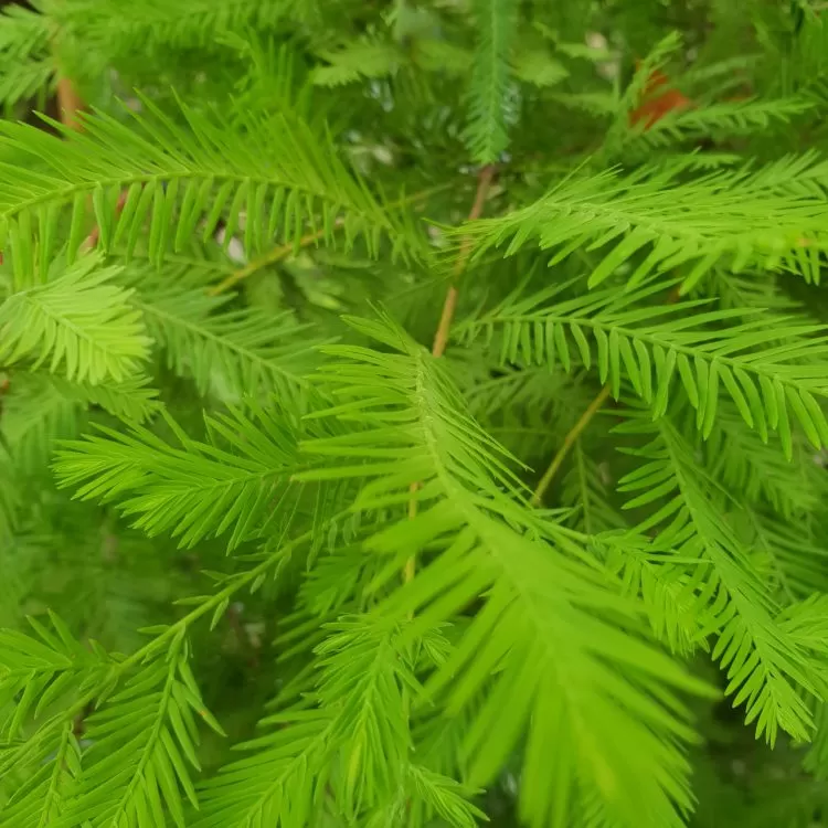 Conifer Archives - Little Big Tree Company Christchurch New Zealand