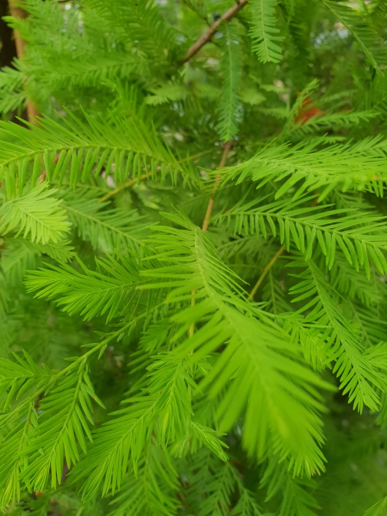 Taxodium distichum - Little Big Tree Company Christchurch New Zealand
