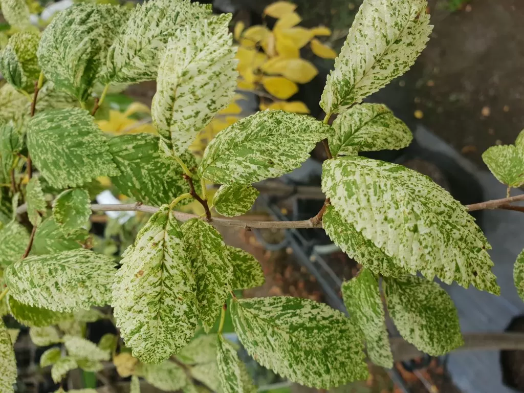 Ulmus carpinifolia 'Variegata' - Little Big Tree Company Christchurch ...
