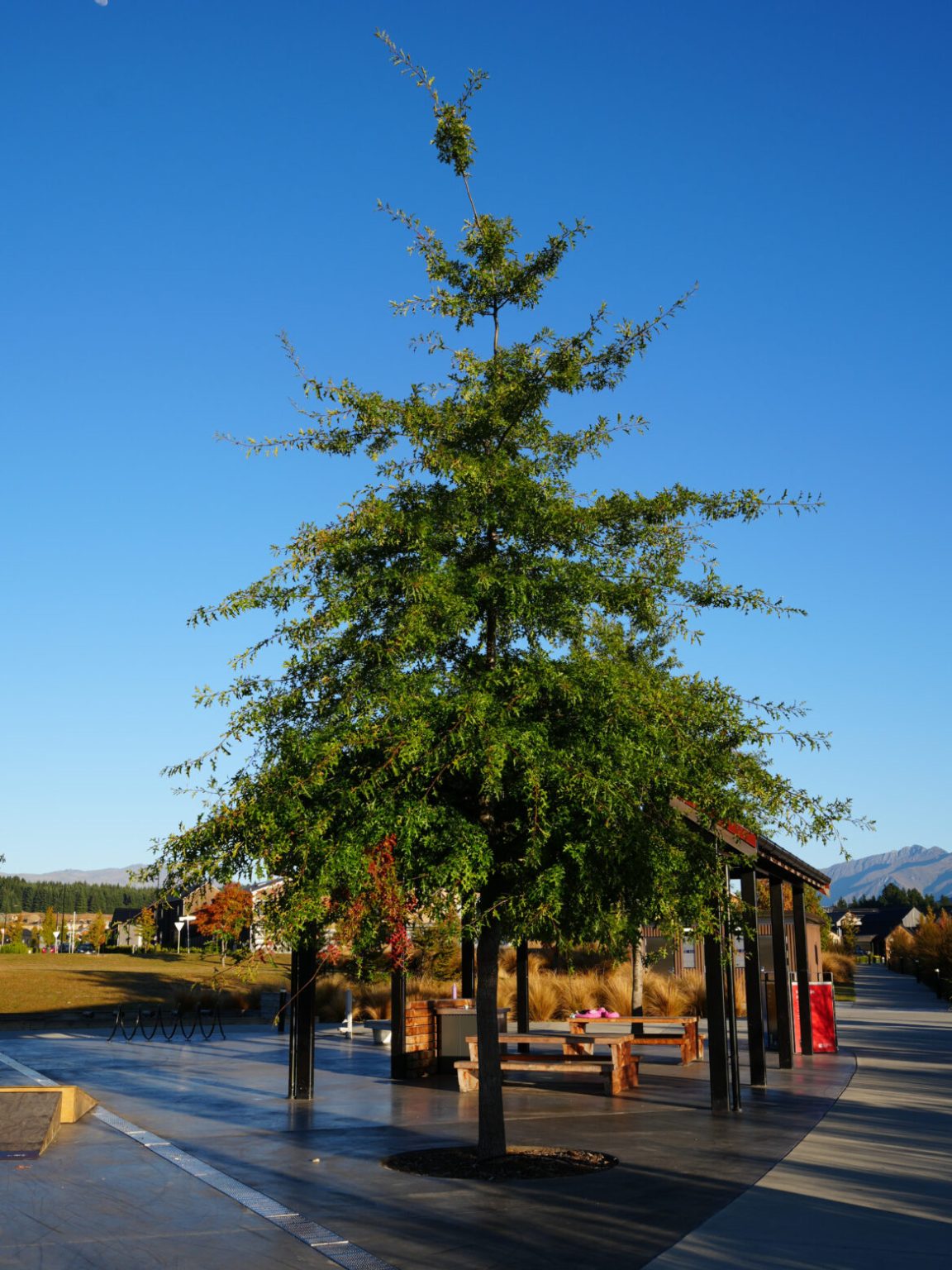 Blog: Pin Oak - Little Big Tree Company Christchurch New Zealand