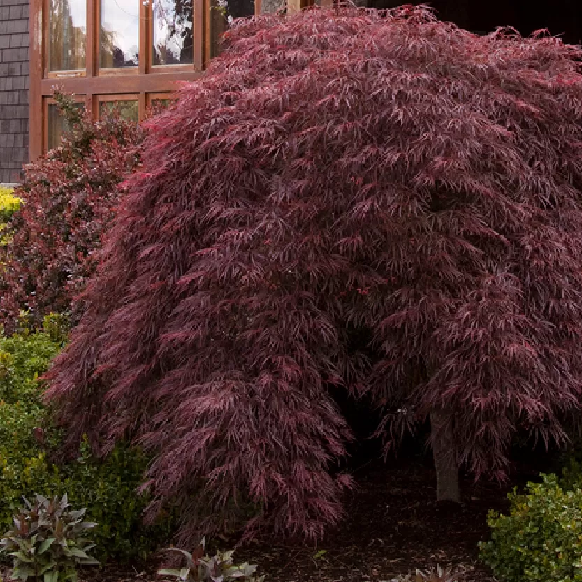 Spring - Little Big Tree Company Christchurch New Zealand