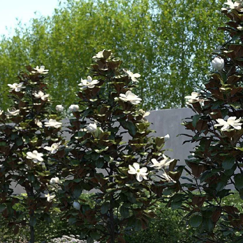Spring - Little Big Tree Company Christchurch New Zealand