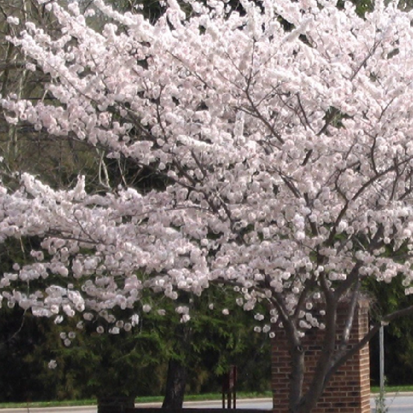 Spring - Little Big Tree Company Christchurch New Zealand